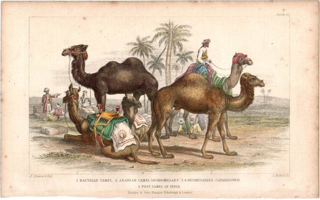 malletcamels